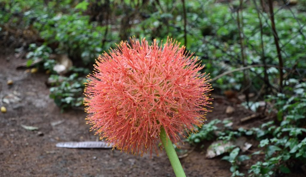 Foot ball lily: Easy to grow plants with dazzling flowers - Gardening ...