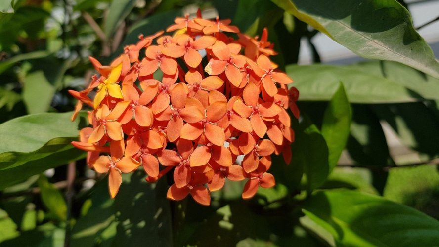 Ixora Plant: Easy to care plants with small star shaped flowers ...